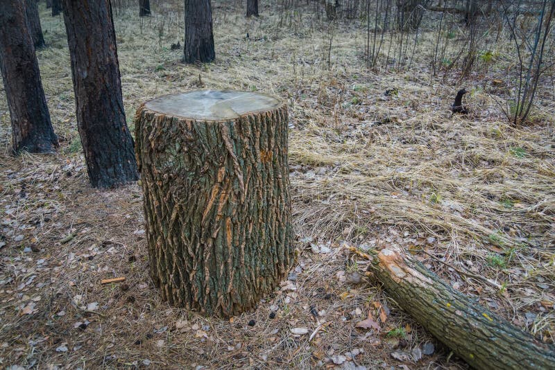 Grande ceppo di albero immagine stock. Immagine di albero - 94544535