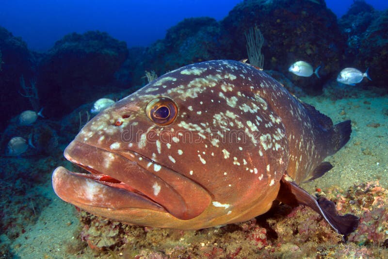 Grande cernia fotografia stock. Immagine di pesci, reef - 38138886
