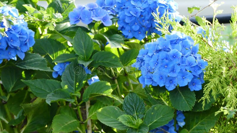 Grande Cespuglio Nel Arborea Di Brugmansia Del Giardino Campana-fiore ...