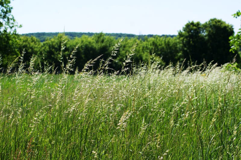 Grande Clairière Dans La Forêt Image stock - Image du verdure, grand ...