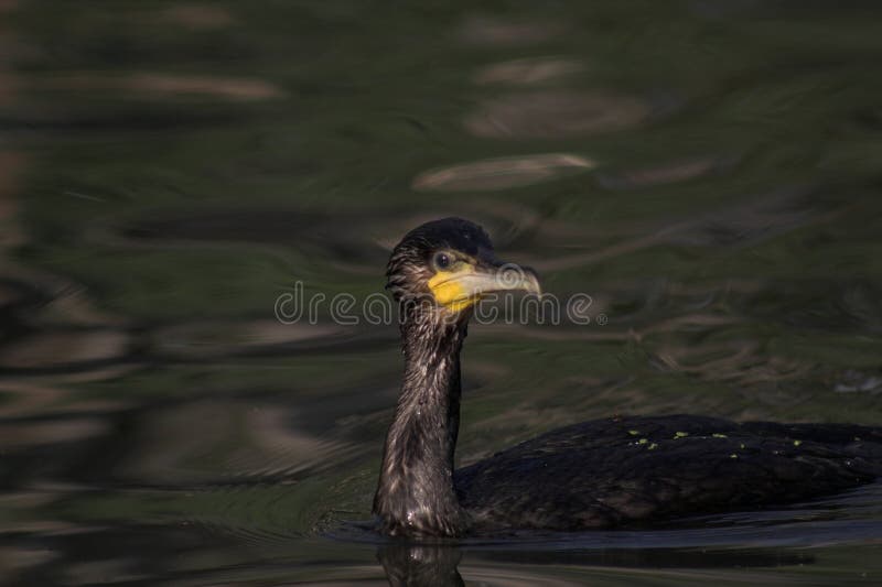 Grande cormorano immagine stock. Immagine di uccello - 10950963