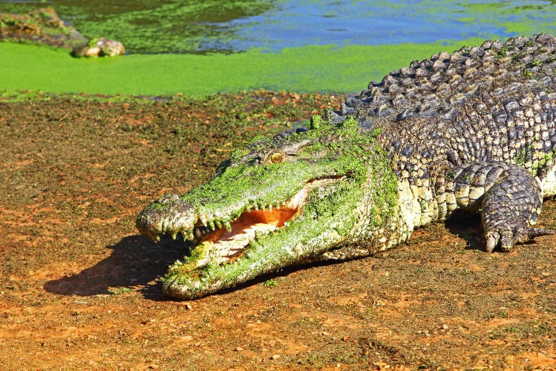 Grande Crocodilo Que Descansa No Sun, Austrália Imagem de Stock ...