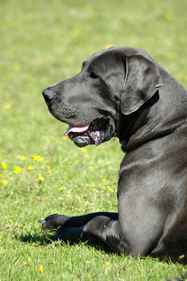 Cane danese sveglio immagine stock. Immagine di carino - 7262087