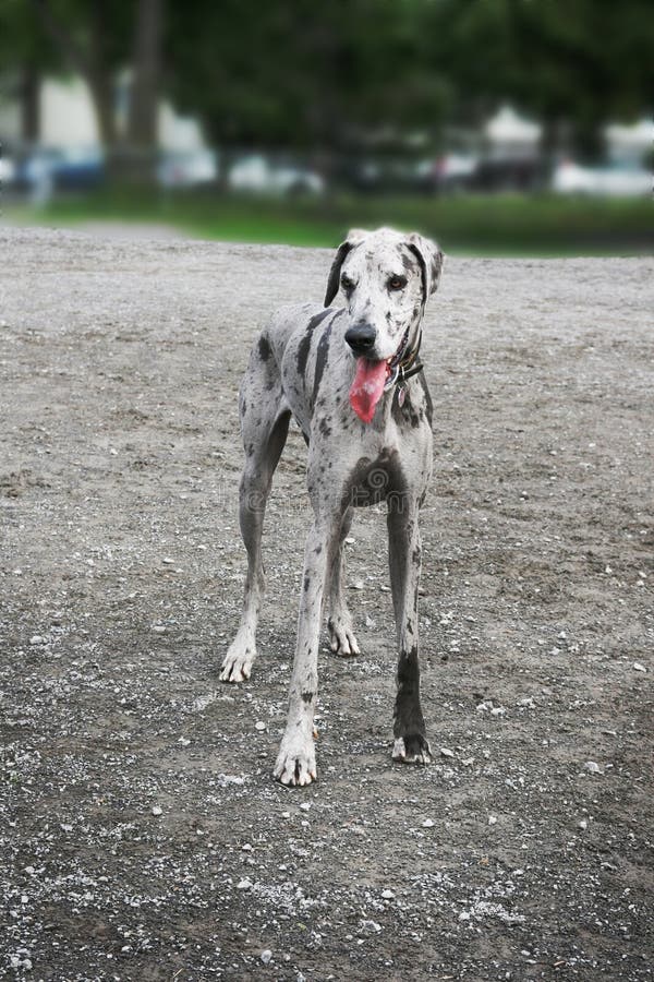 Grande danese immagine stock. Immagine di vertebrato - 14695287