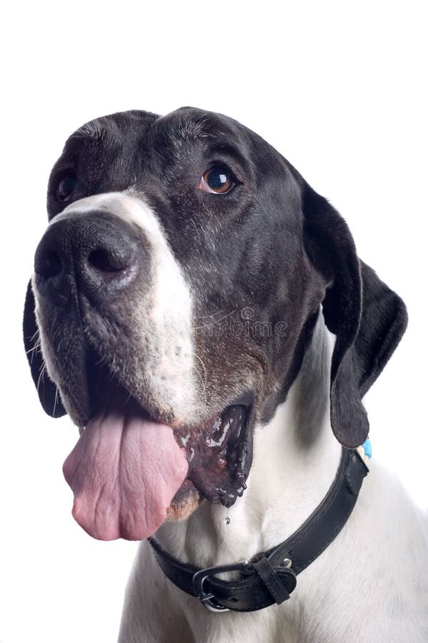 Grande danese fotografia stock. Immagine di grande, bianco - 2983768