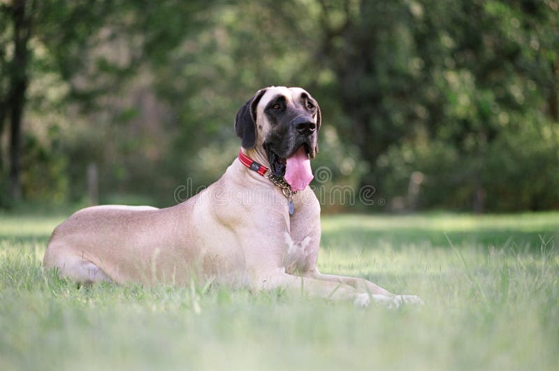 Cane Di Pedigree Del Grande Danese Fotografia Stock - Immagine di ...