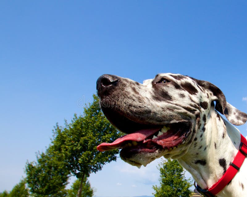 Grande danese fotografia stock. Immagine di cane, felice - 41558660