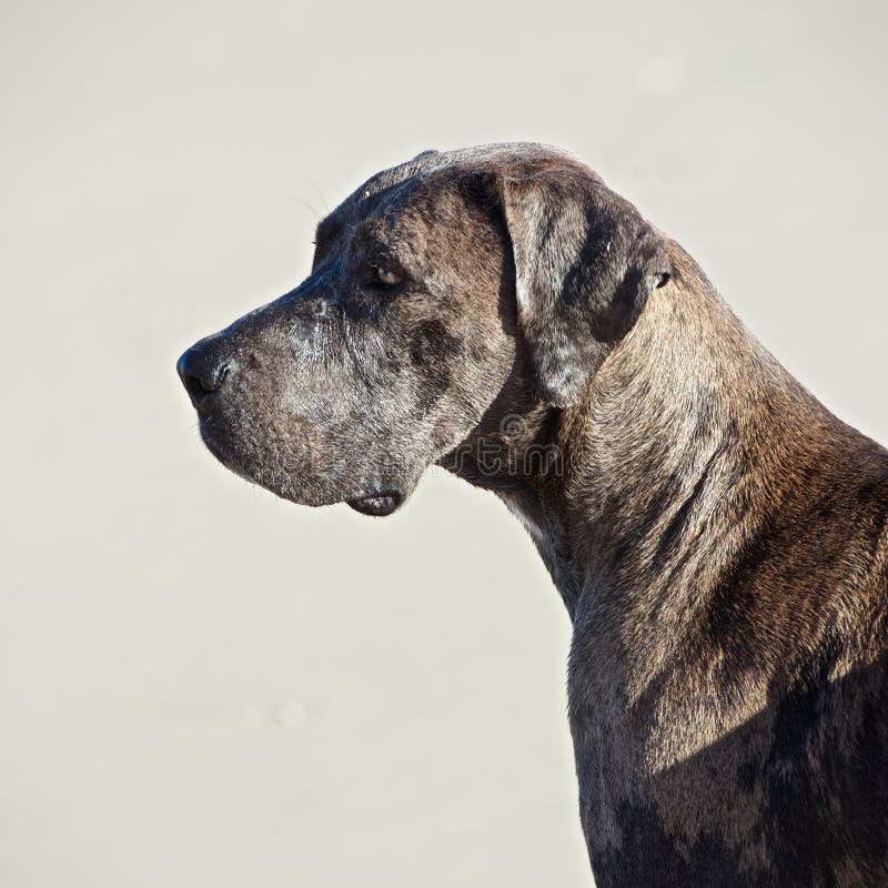 Profilo Del Cane Del Grande Danese Fotografia Stock - Immagine di ...