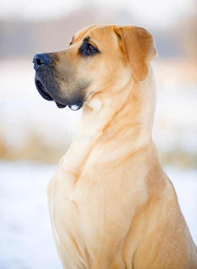 Grande cane del danese immagine stock. Immagine di carino - 5134593