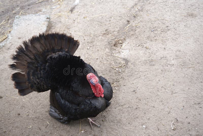 Grande Dinde Noire De Plume Se Tenant Au Sol Image stock - Image du ...