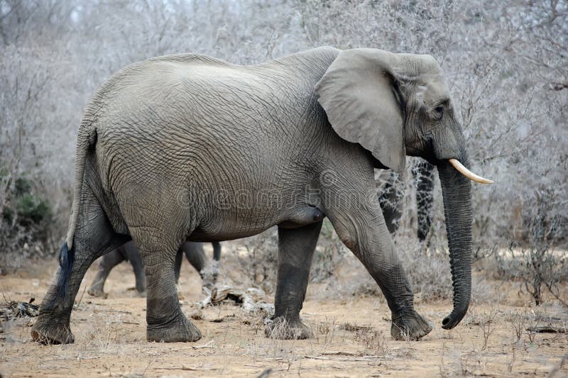 Grande elefante imagem de stock. Imagem de detalhe, marrom - 16625035