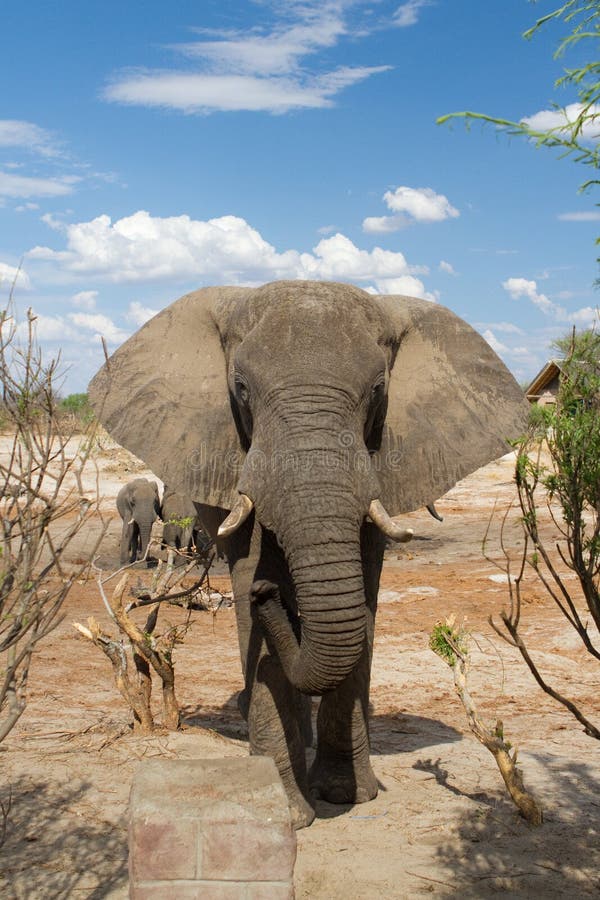 Grande elefante foto de stock. Imagem de corpo, tronco - 27691144