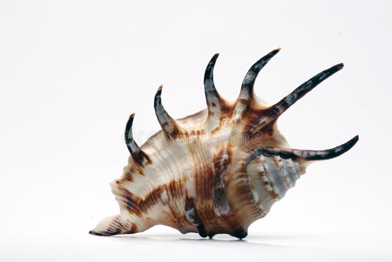Grande Escudo Shell Do Mar Que Encontra-se No Backgraund Branco Imagem ...