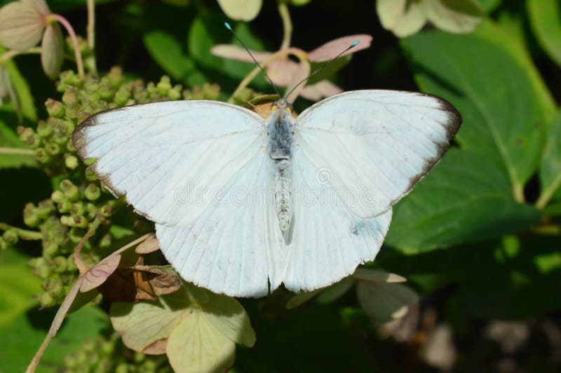 Grande Farfalla Bianca Del Sud Immagine Stock - Immagine di verde ...