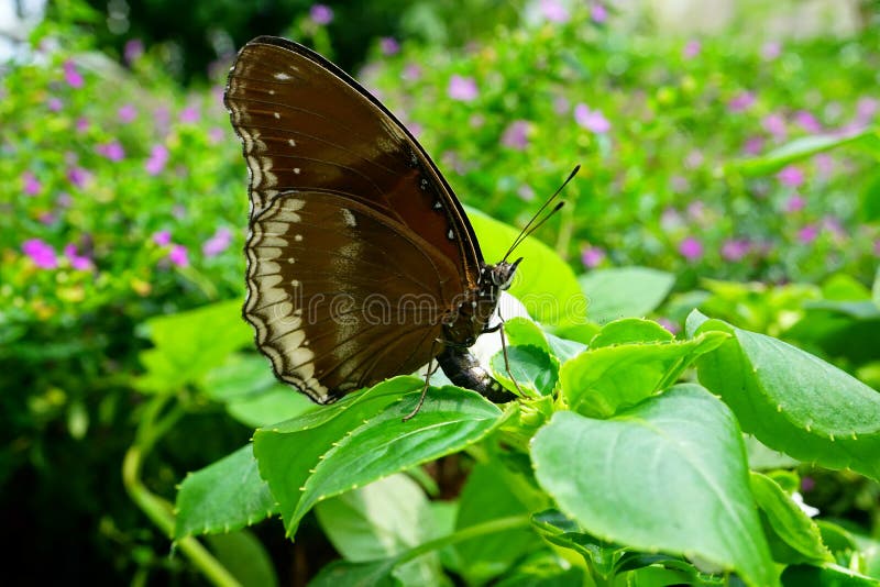 Grande Farfalla Femminile Della Uovo-mosca Immagine Stock - Immagine di ...