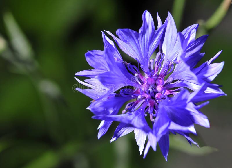Blu Del Fiordaliso Del Fiore Fotografia Stock - Immagine di erba, sole ...