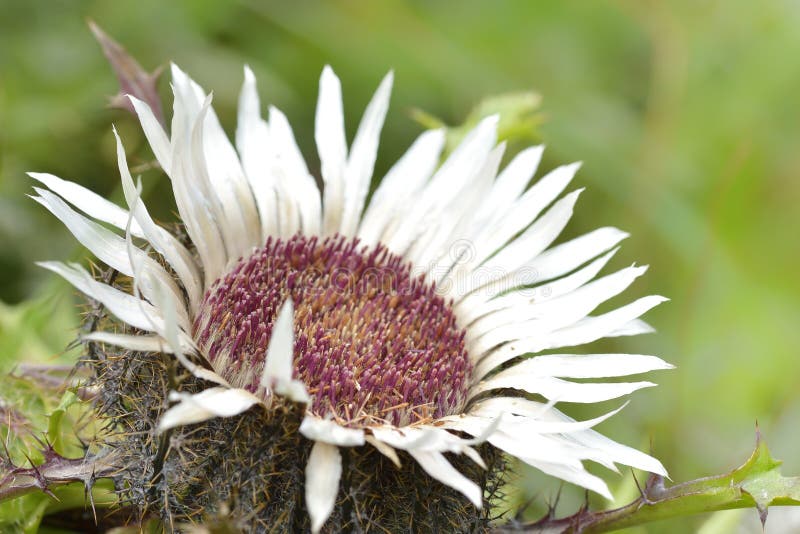 Grande Fiore Del Cardo Selvatico Bianco Fotografia Stock - Immagine di ...