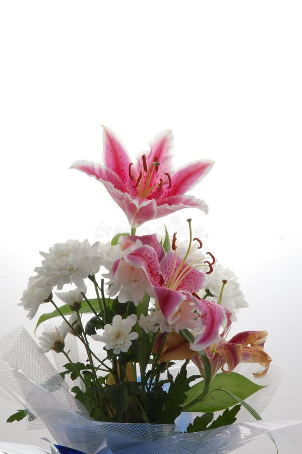 Grande Fleur Ouverte Molle Et Tendre Rose Image. Image: 5042822