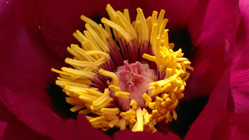 Grande Fleur Rouge Dans Le Jardin Image stock - Image du extérieur ...