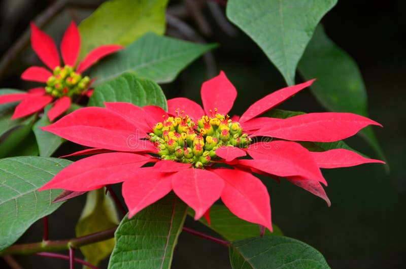 Grande Fleur Rouge De Poinsettia Dans Un Buisson Photo stock - Image du ...