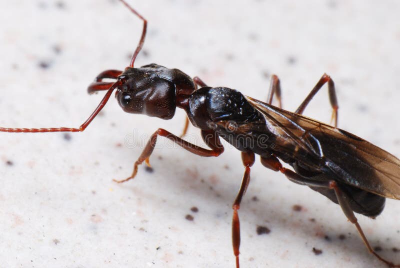 Grande formica alata nera fotografia stock. Immagine di soldato - 20638578