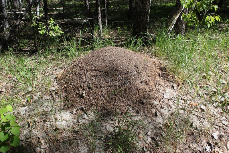 Grande Formicaio Del Formica Rufa Rosso Delle Formiche Nell'erba, Nel ...