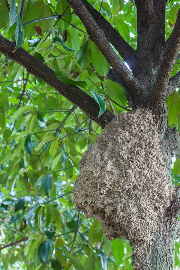 Grande Formicaio Sull'albero Immagine Stock - Immagine di sfondo ...