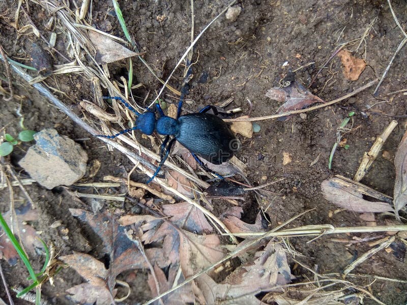 Grande formiga azul imagem de stock. Imagem de azul - 113846475