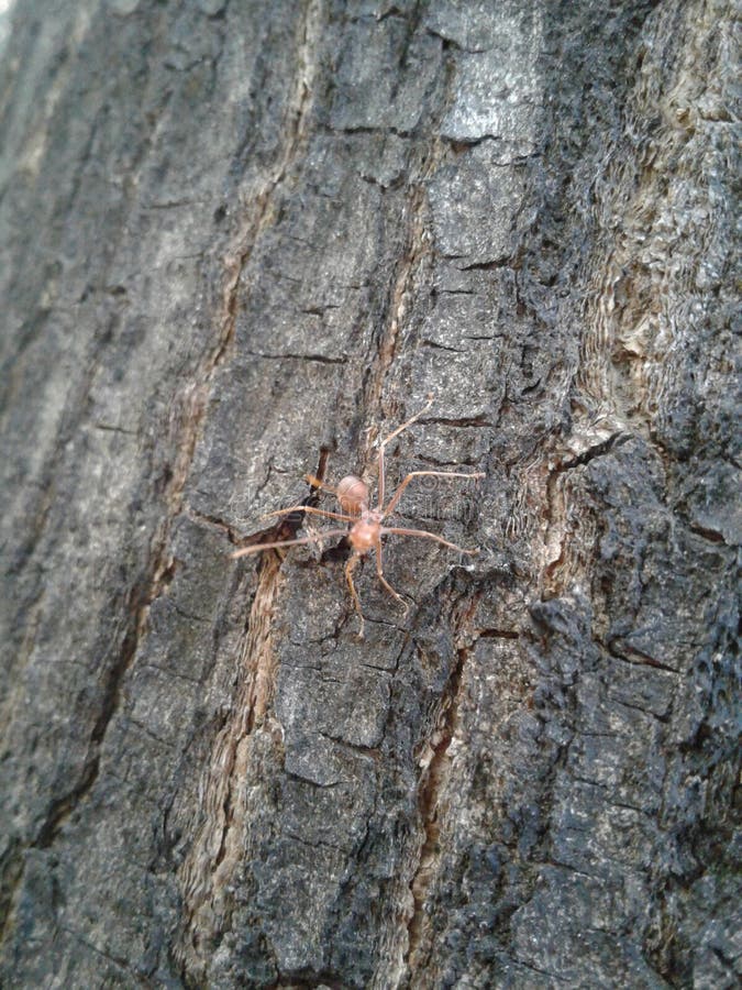 Grande fourmi rouge photo stock. Image du bois, fourmi - 114848228