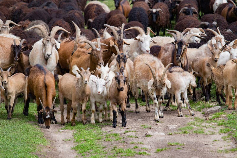 Grande Gregge Delle Capre E Delle Pecore Sull'erba Verde Immagine Stock ...