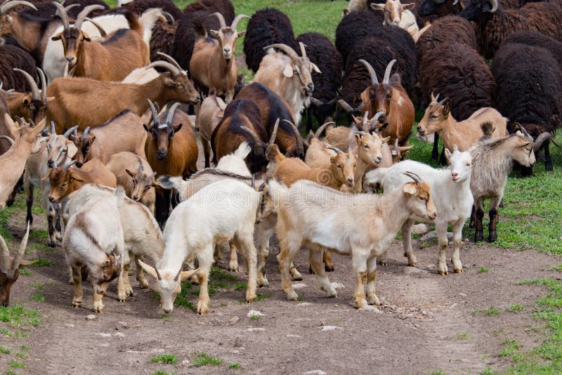 Grande Gregge Delle Capre E Delle Pecore Sull'erba Verde Immagine Stock ...