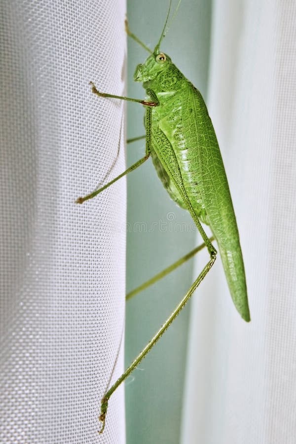 Grande Grillo Di Verde Del Cespuglio Fotografia Stock - Immagine di ...