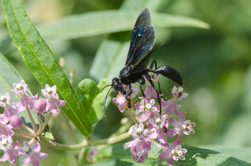 Guêpe Noire Recherchant Le Pollen Sur Une Fleur Pourpre Image stock ...