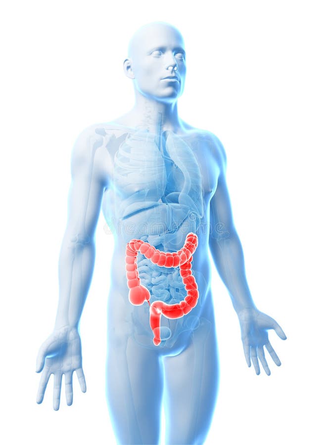 Grande intestino humano ilustração stock. Ilustração de ciência - 30725709