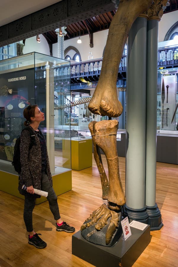 Fossile De Dinosaure - Eryosuchus Image stock éditorial - Image du ...