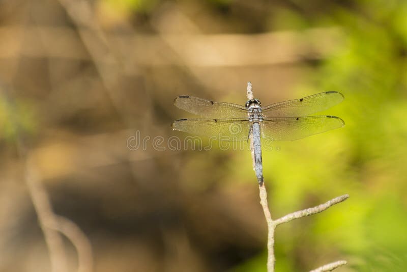 Grande Libellula Blu Del Maschio Della Scrematrice Immagine Stock ...