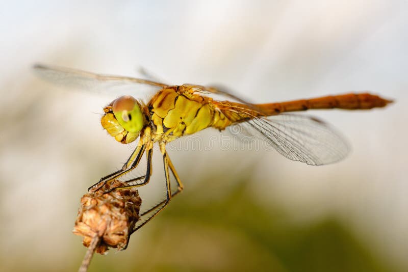 Grande Libellula Rossa E Verde Fotografia Stock - Immagine di fauna ...