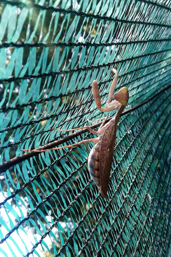 Grande Mantis No Fundo Verde Imagem de Stock - Imagem de proteger ...