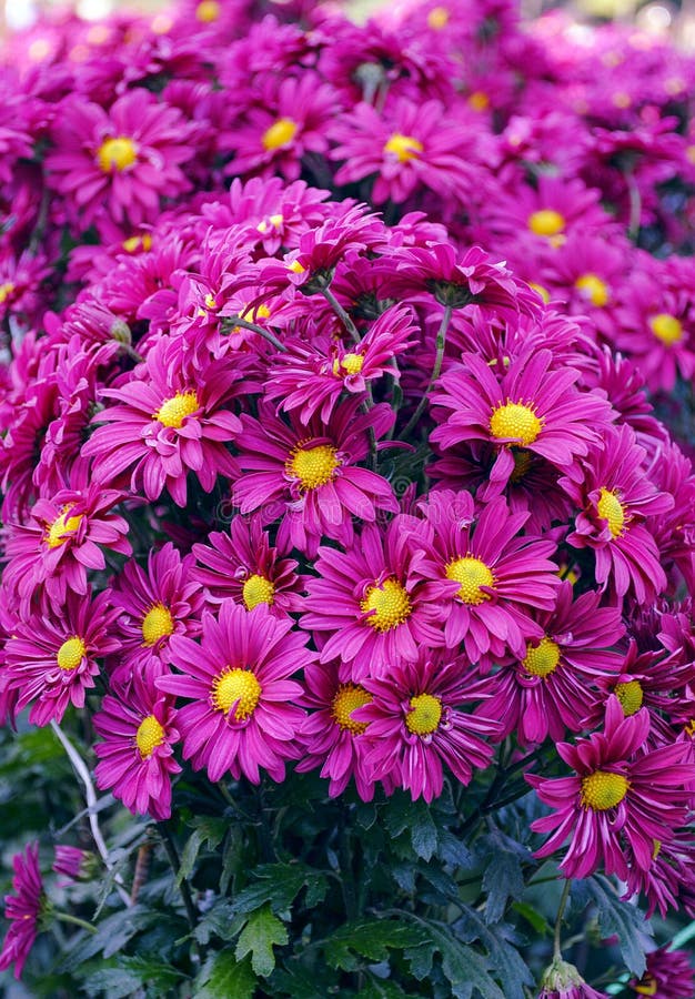 Grande mazzo di crisantemi fotografia stock. Immagine di fragranza ...