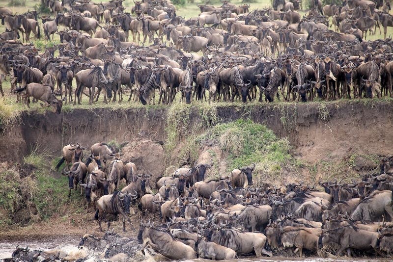 Migrazione Degli Animali in Savanna Del Kenya L'africa Fotografia Stock ...