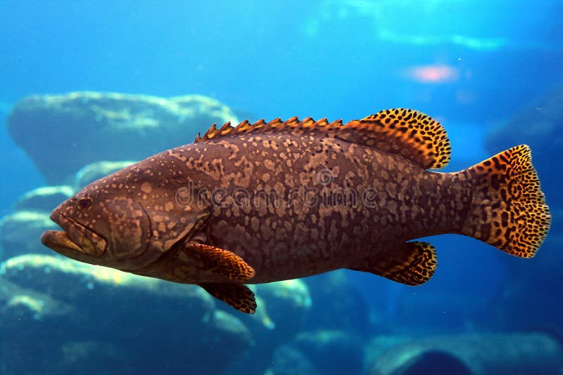 Morue géante image stock. Image du morue, poissons, repèré - 4551871