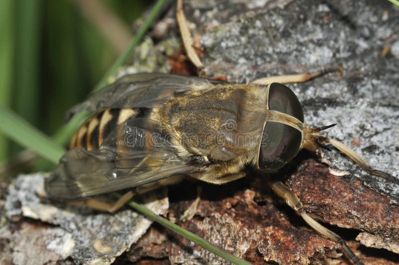 Grande mosca de cavalo imagem de stock. Imagem de surrey - 23631021