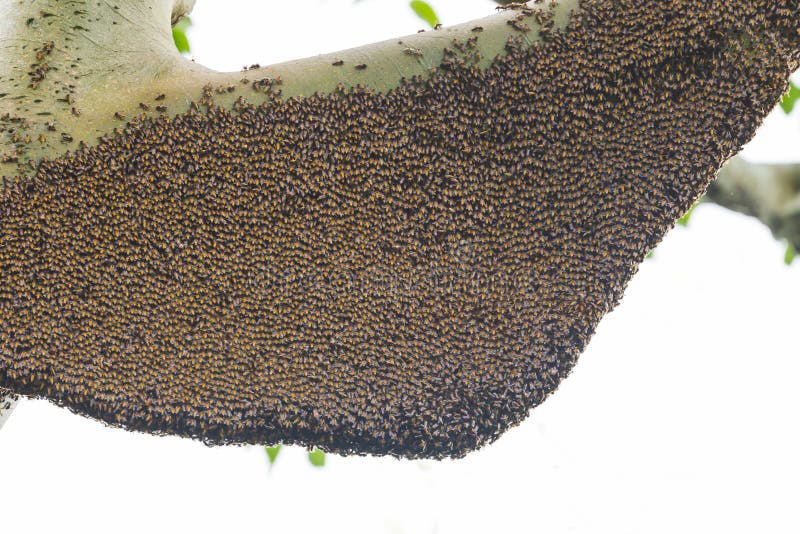 Nido delle api fotografia stock. Immagine di nido, casa - 37683546