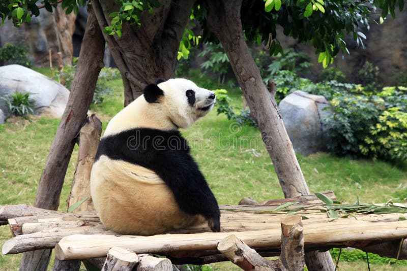 Grande orso di panda fotografia stock. Immagine di chengdu - 24367162