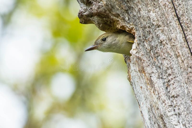Grande Papa-moscas Com Crista - Crinitus De Myiarchus Foto de Stock ...