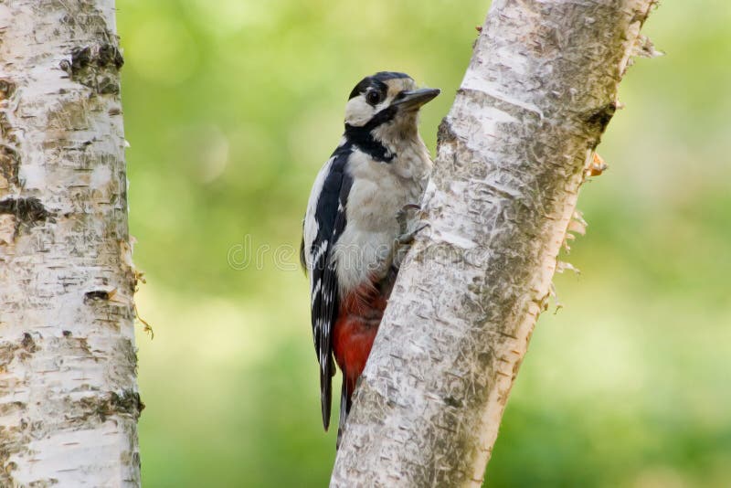 Picchio verde maggiore immagine stock. Immagine di picchio - 7421687