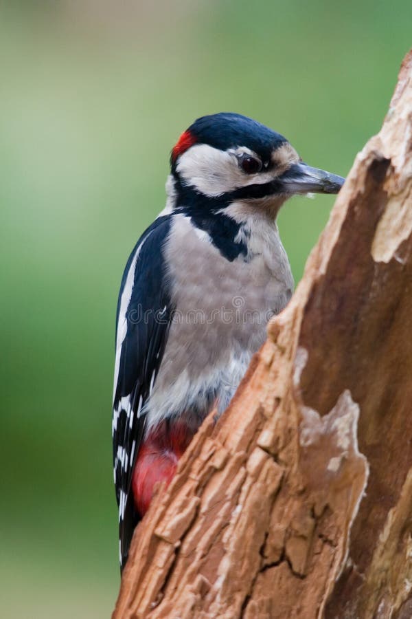 Grande picchio immagine stock. Immagine di foresta, animale - 7421929