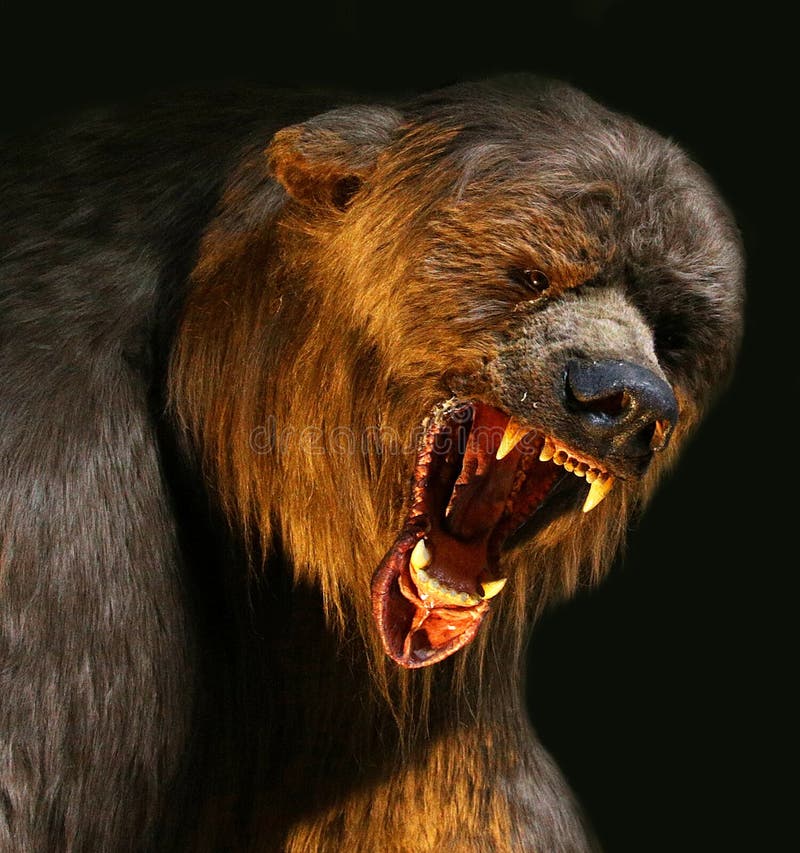 Grande Primo Piano Dell'orso Bruno Fotografia Stock - Immagine di ...