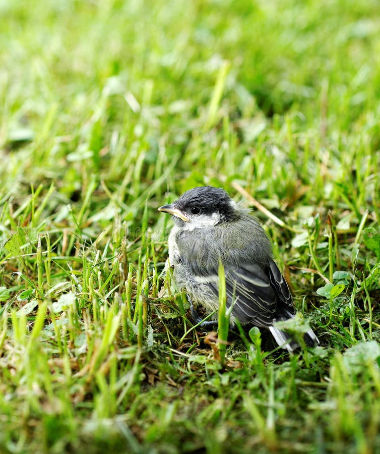 Pulcino della cinciallegra fotografia stock. Immagine di pulcino - 33412434