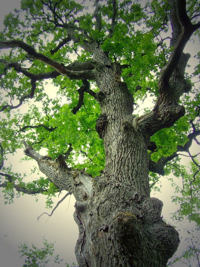 Grande quercia immagine stock. Immagine di grande, nave - 5422557